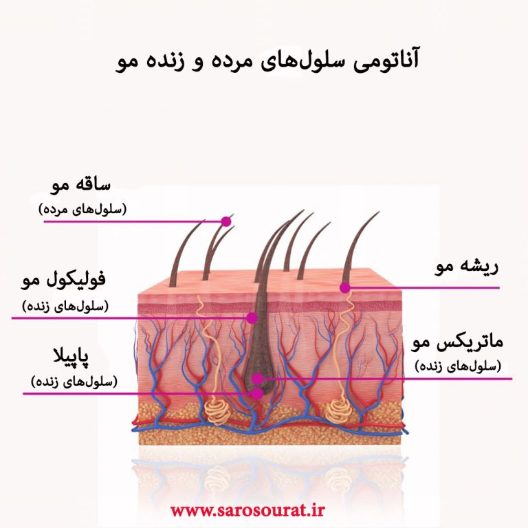 ساختار مو - آموزشگاه آرایشگری مردانه سر و صورت