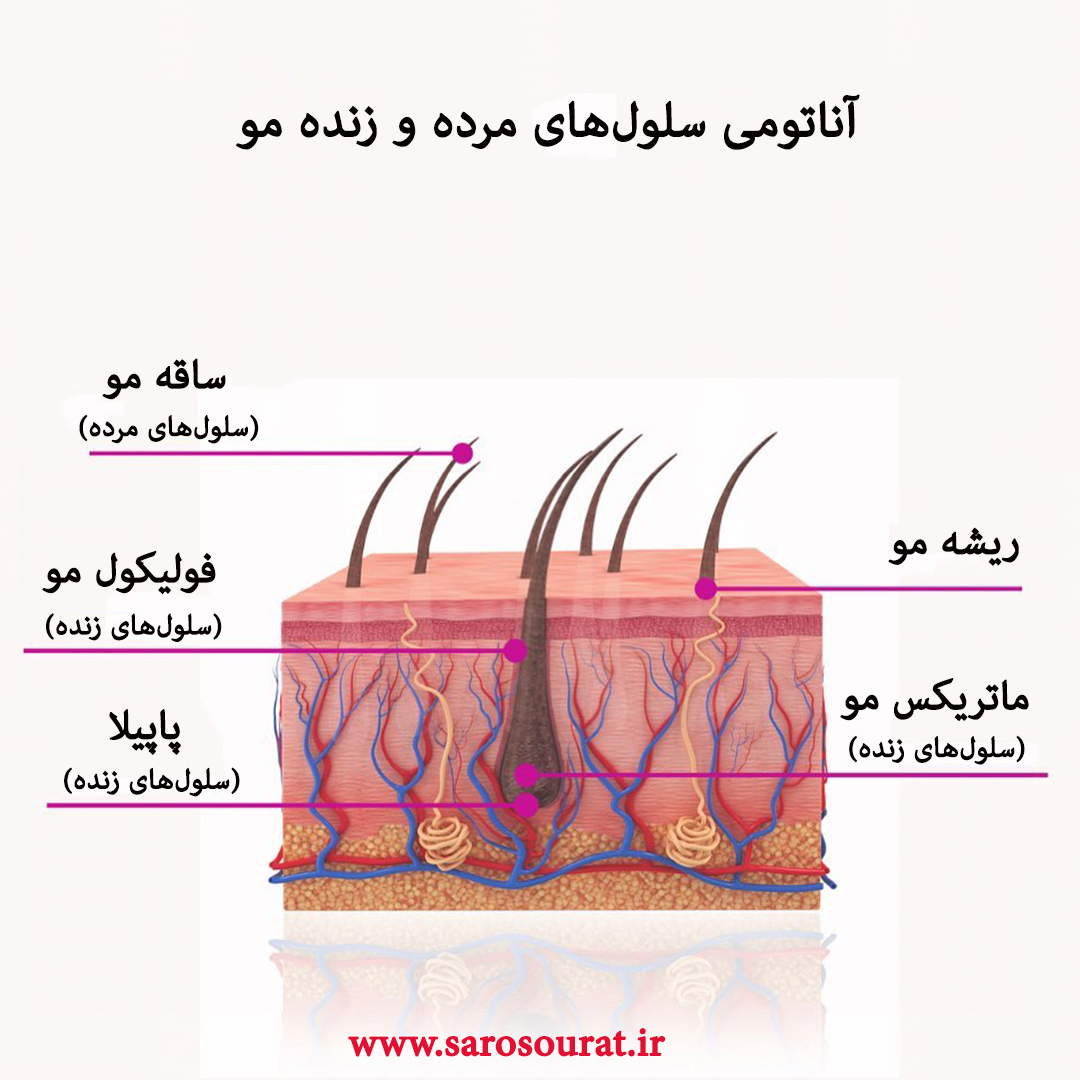 ساختار مو آموزشگاه آرایشگری مردانه سر و صورت